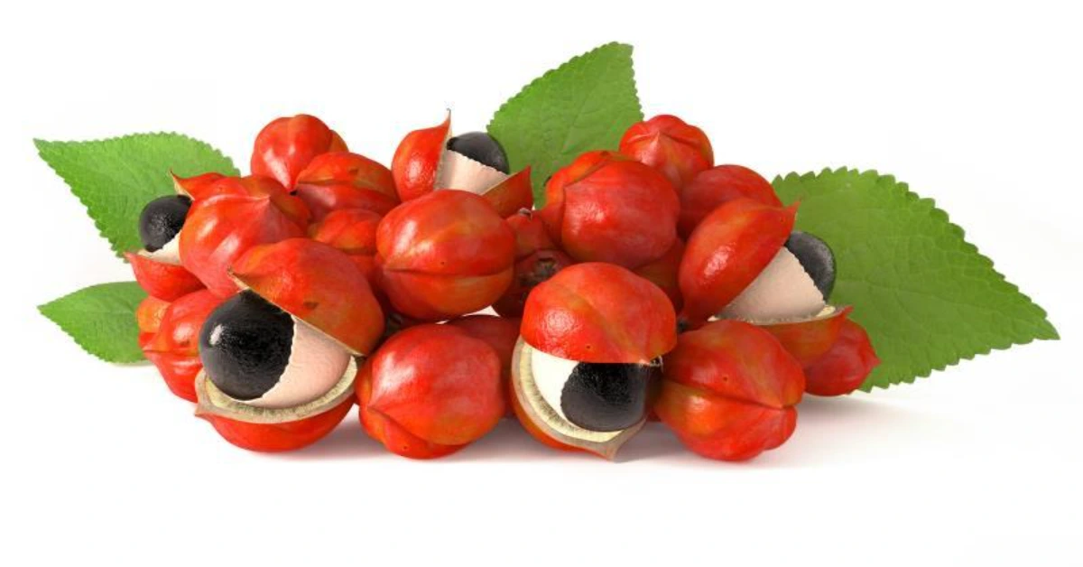 What Is Guarana And Ginseng? » Herbex Health